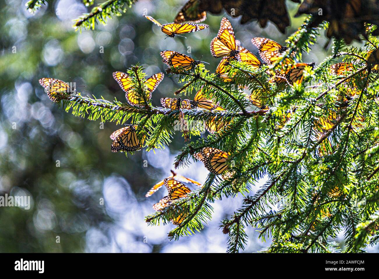 Monarch butterflies warm in the sun on an oyamel fir tree branch at the ...