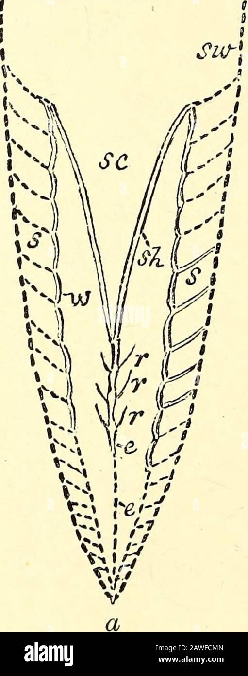 Sheaths shell hi-res stock photography and images - Alamy