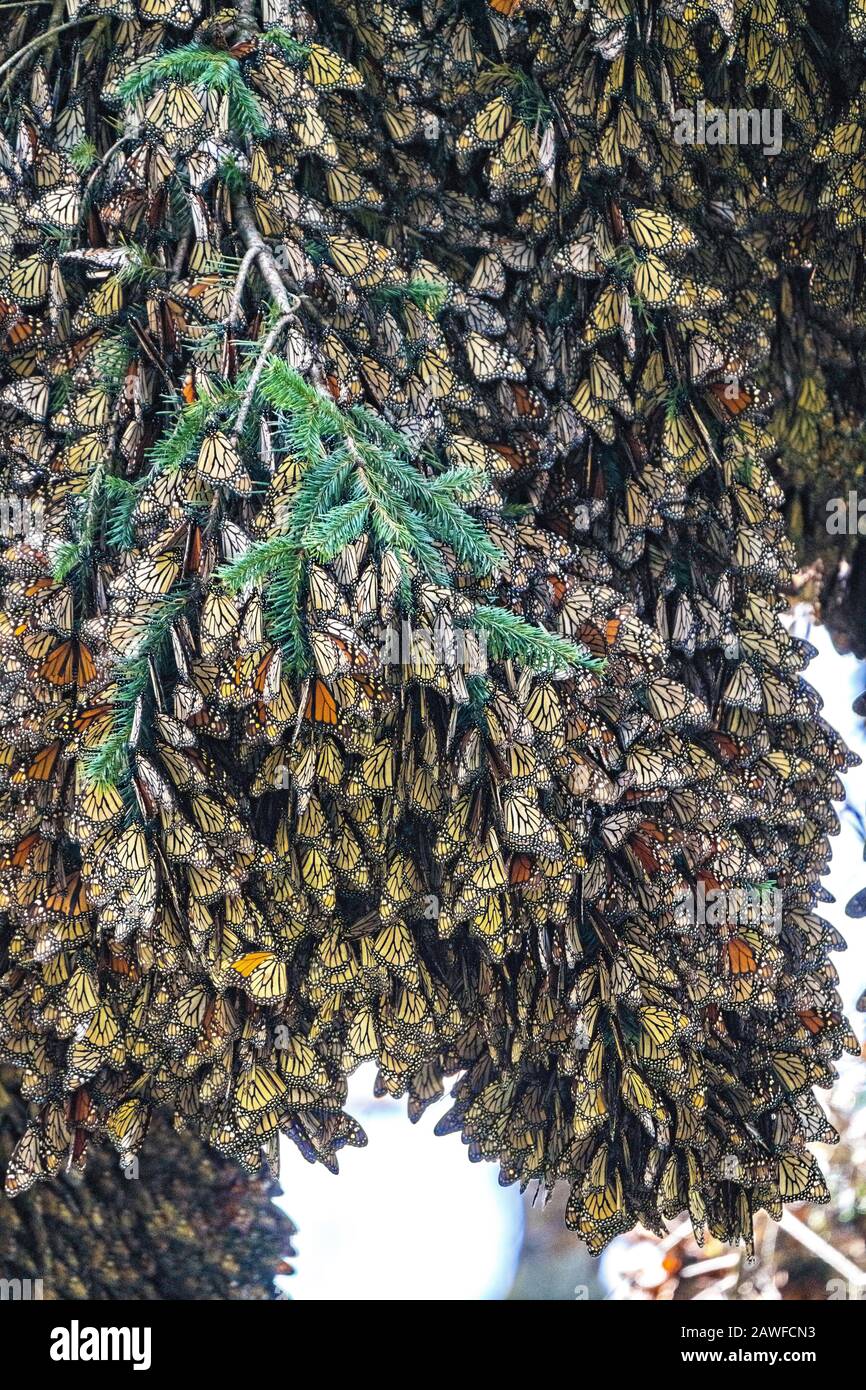 Oyamel fir tree hi-res stock photography and images - Alamy