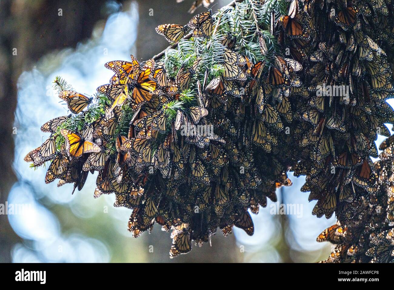 Oyamel fir tree hi-res stock photography and images - Alamy