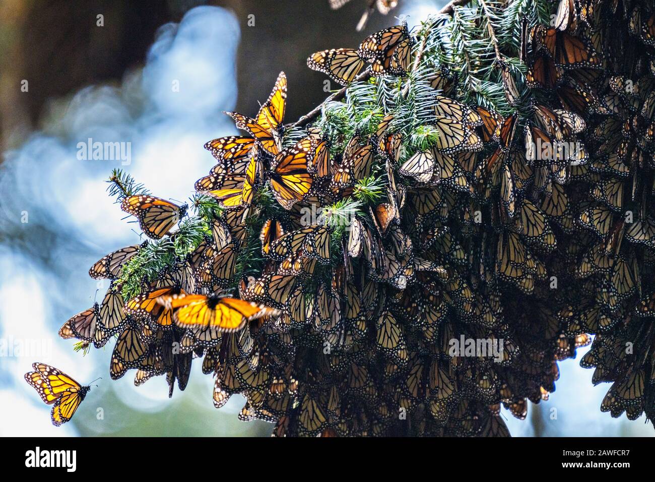 Monarch butterflies mass together on an oyamel fir tree branch at the ...