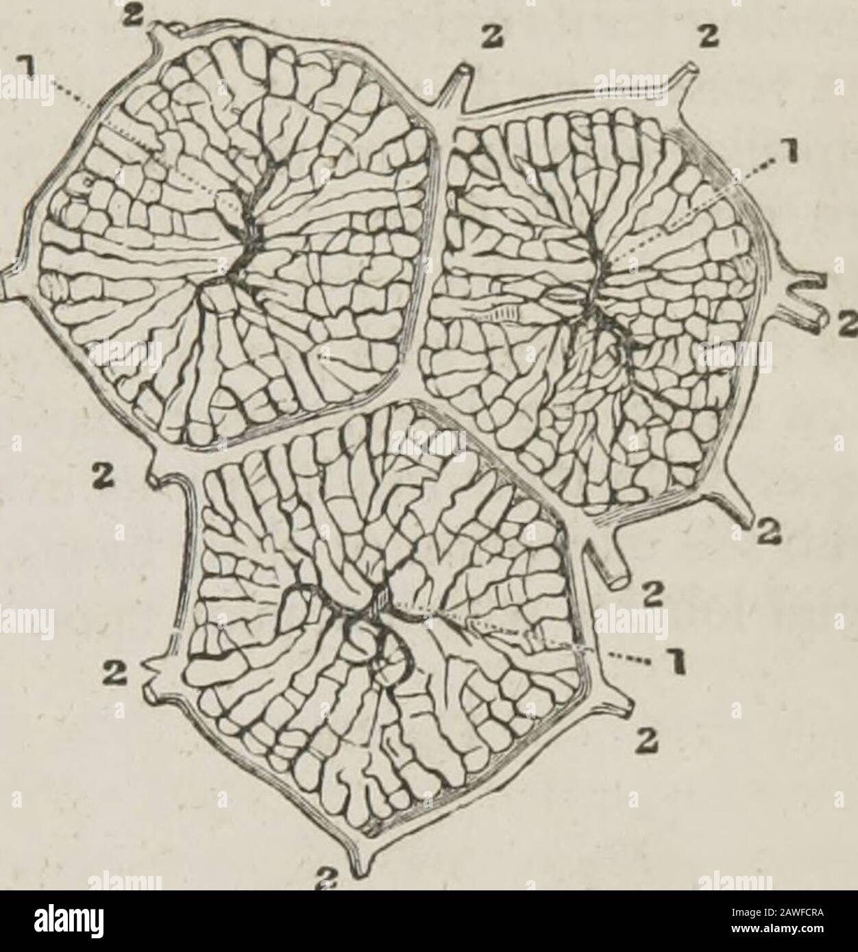A system of human anatomy, general and special . artery and duct. The ...
