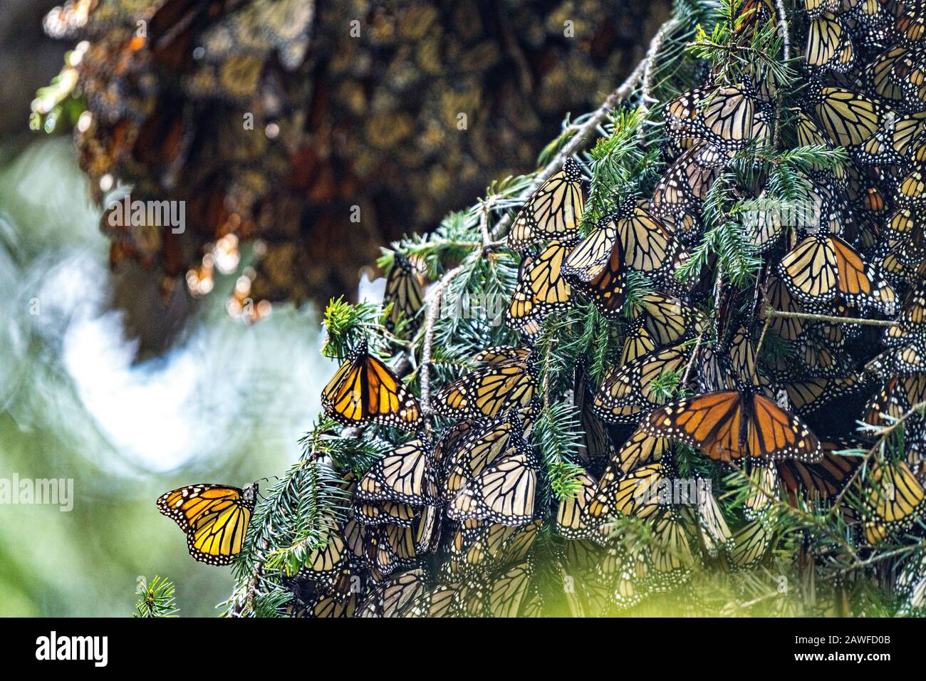 Monarch butterflies mass together as they over-winter in the Sierra ...