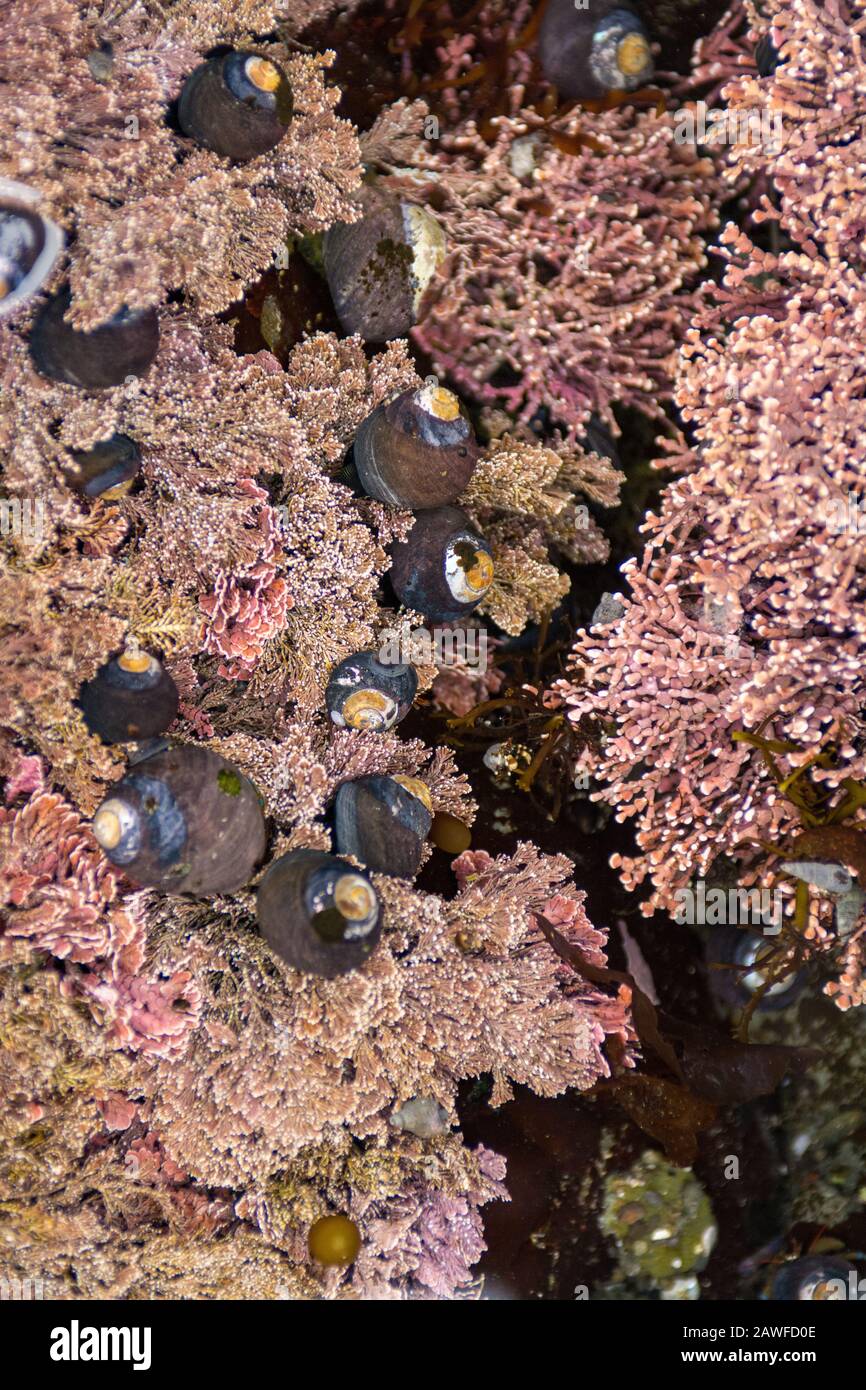 Tide pool ecosystem hi-res stock photography and images - Alamy