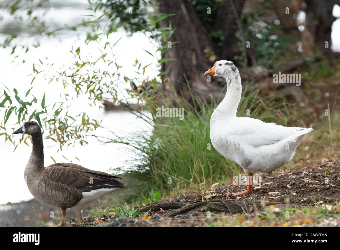 Goose stretching hi-res stock photography and images - Alamy