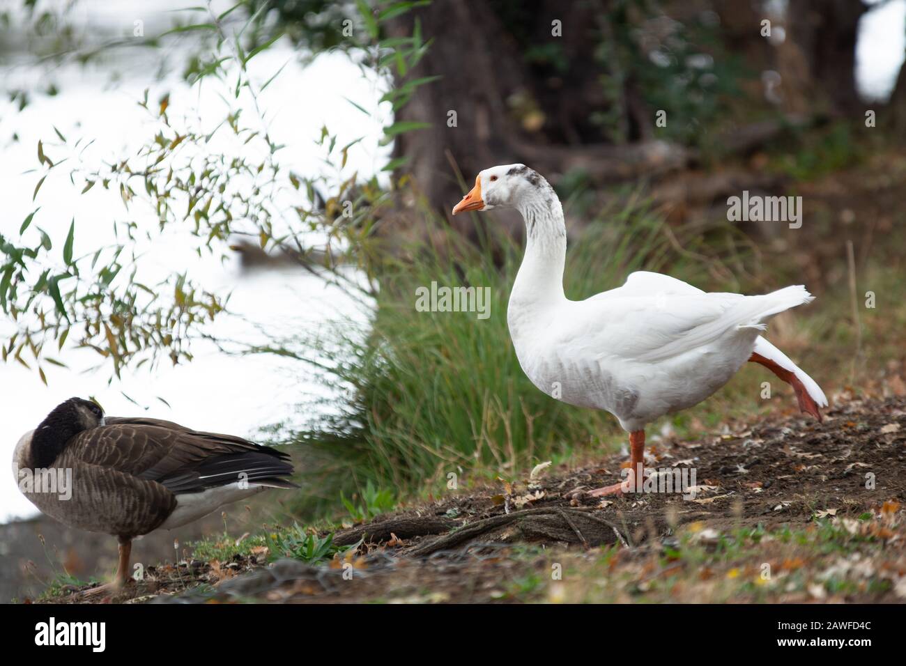 Goose stretching hi-res stock photography and images - Alamy