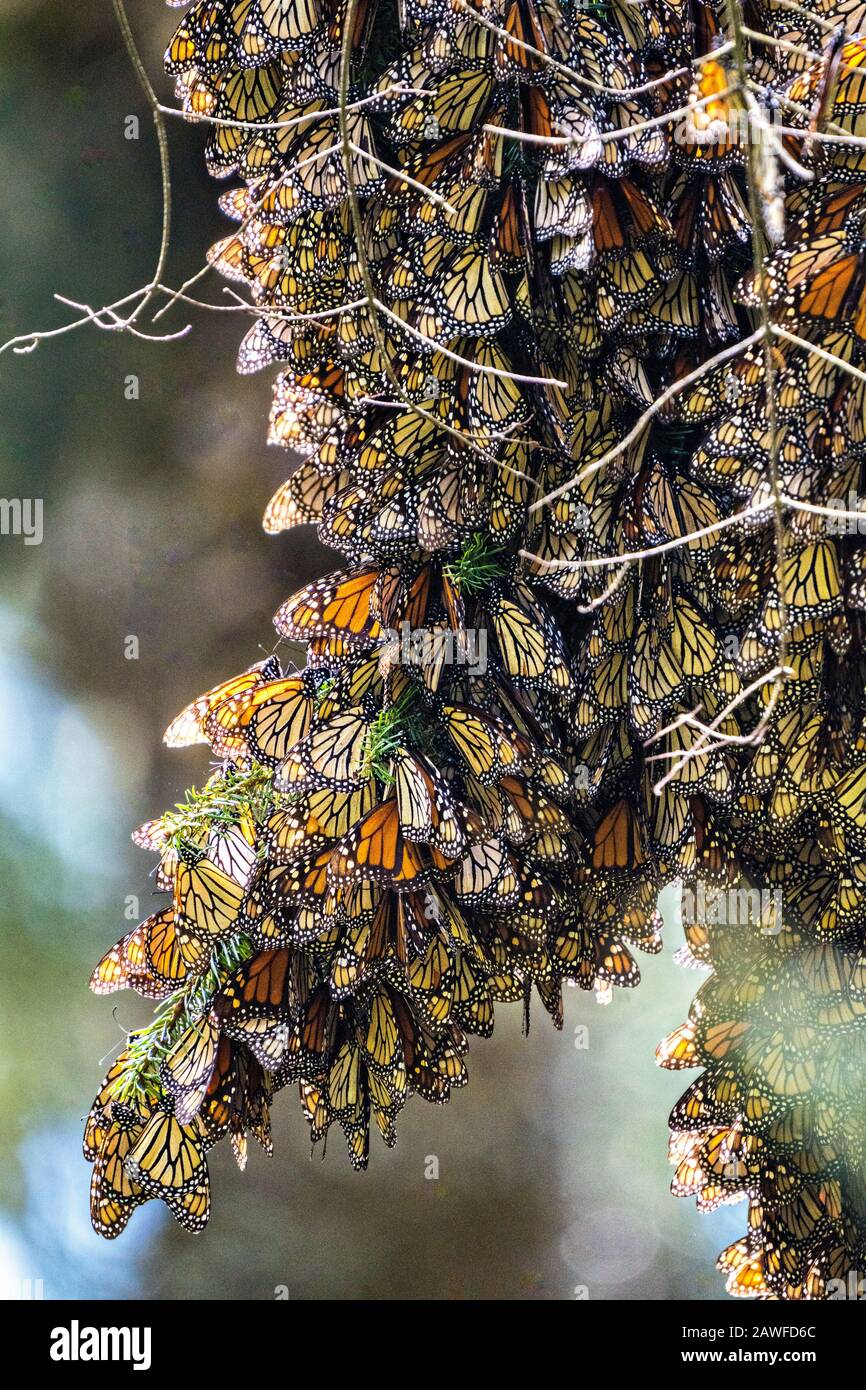 Monarch butterflies mass together as they over-winter in the Sierra ...