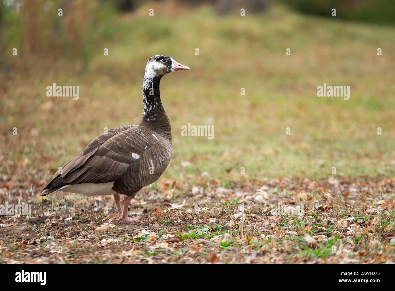 Domestic goose standing hi-res stock photography and images - Alamy