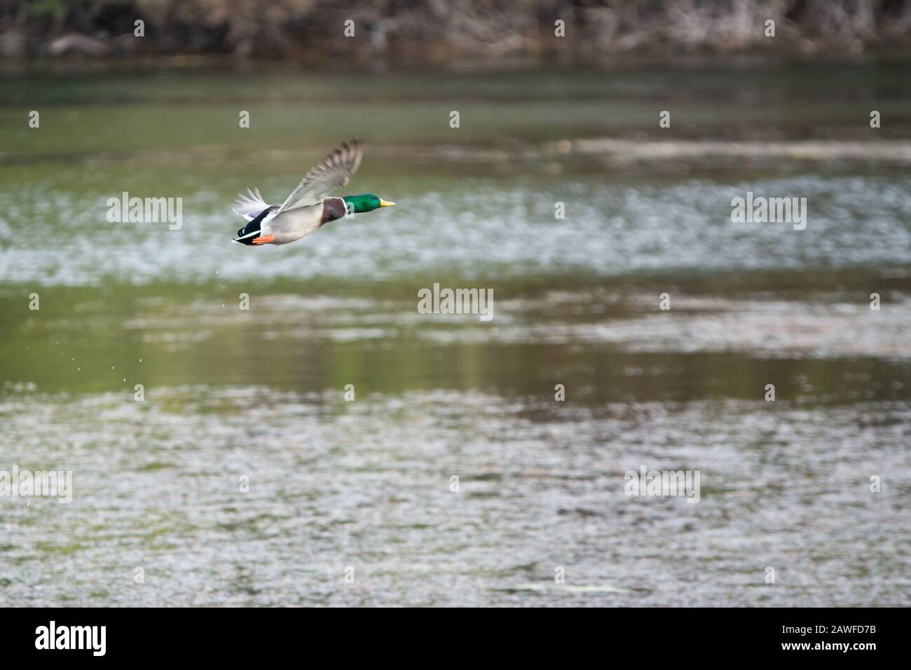 Male mallard drake duck bird flying low over water Stock Photo - Alamy