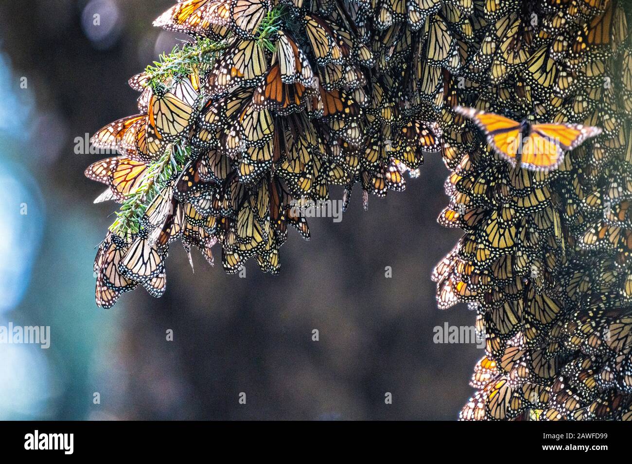 Oyamel fir tree hi-res stock photography and images - Alamy