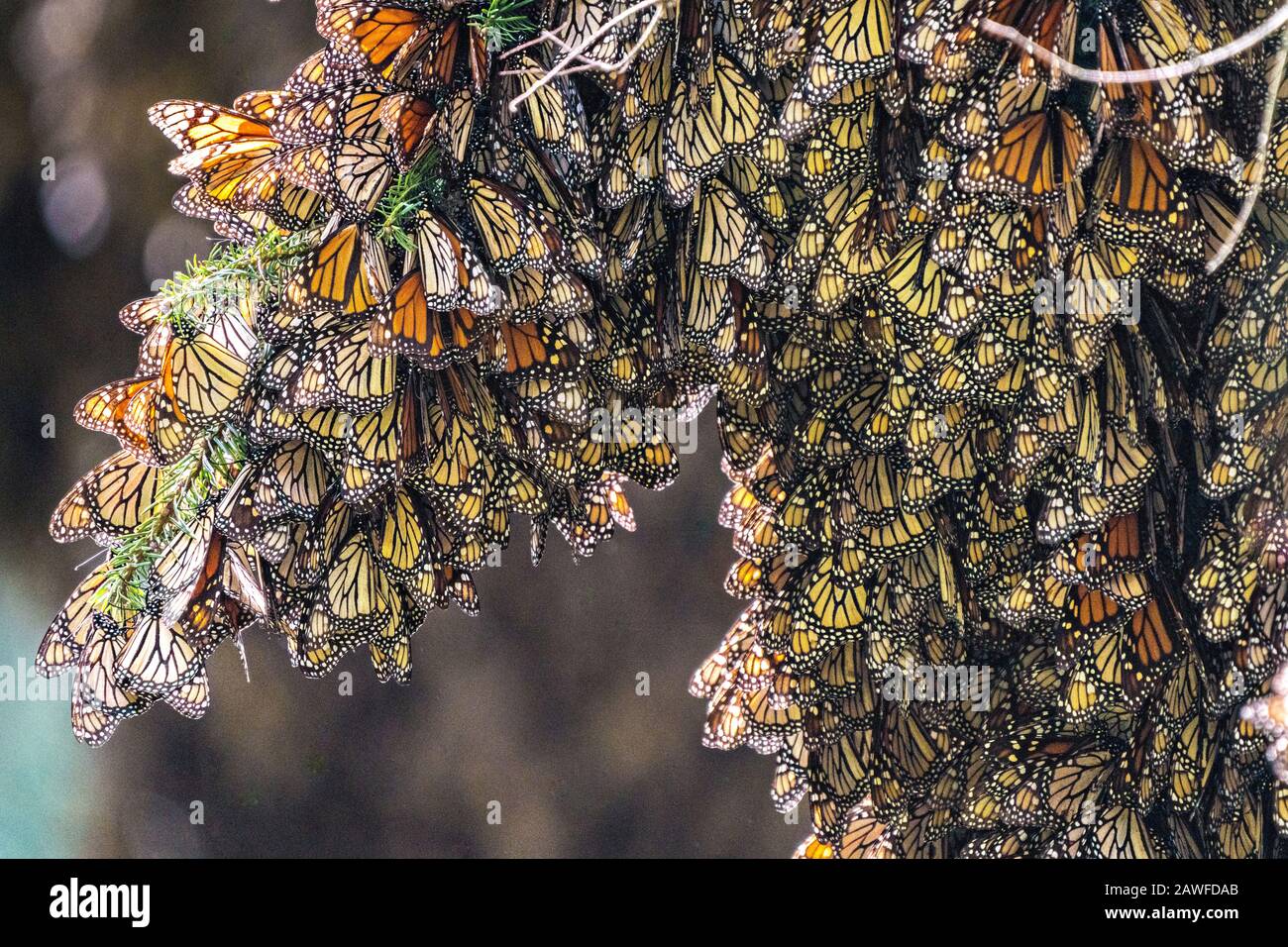 Oyamel fir tree hi-res stock photography and images - Alamy