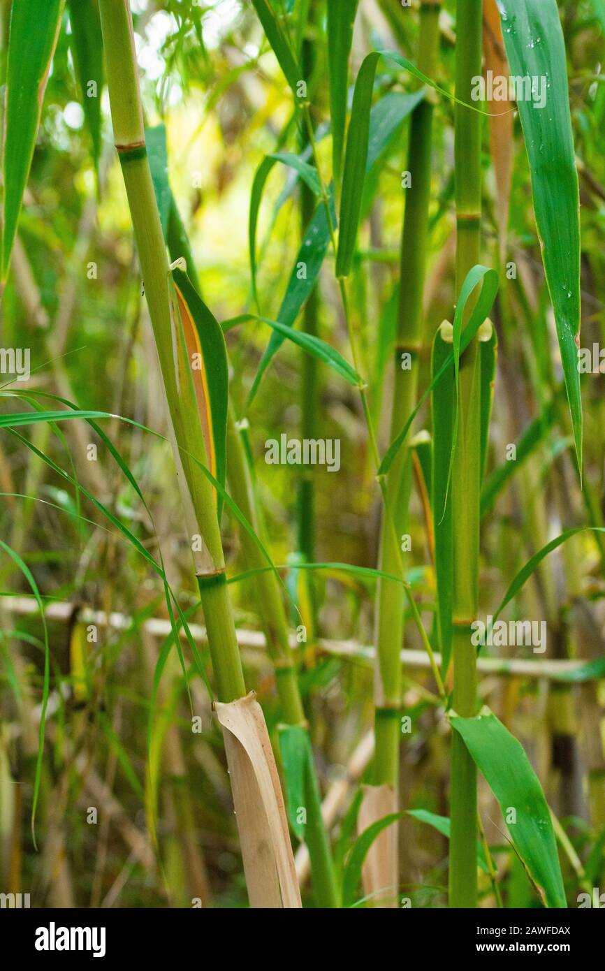 Green bamboo wall natural nature background Stock Photo - Alamy