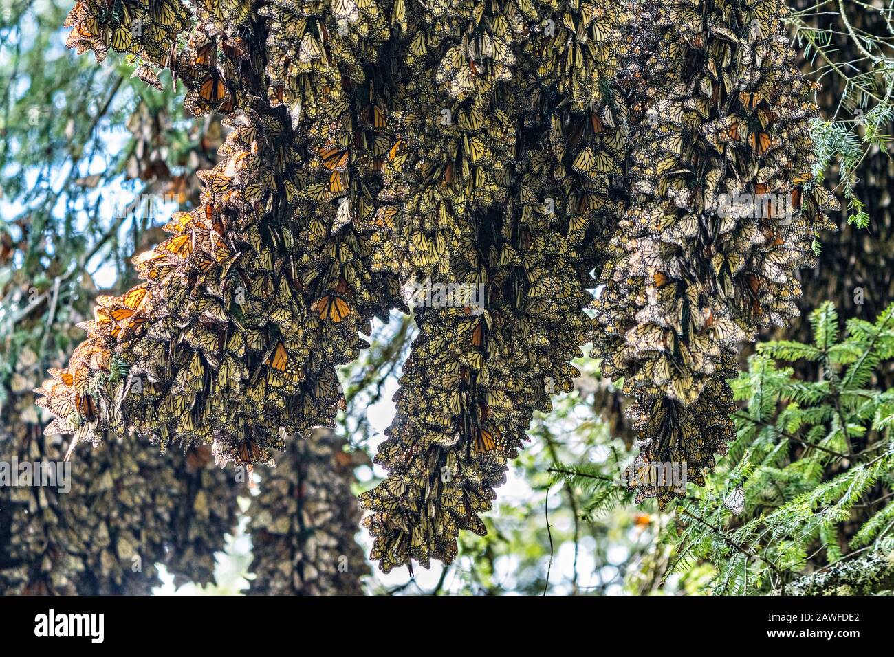 Millions of monarch butterflies mass together on oyamel fir tree ...