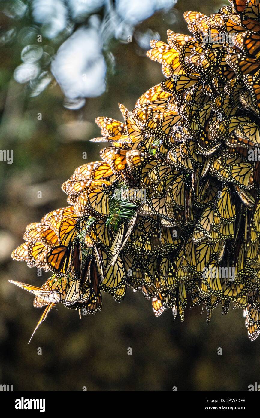 Monarch butterflies mass together as they over-winter in the Sierra ...