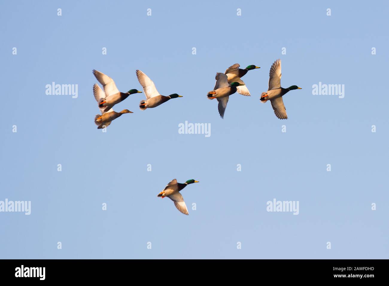 Flock of mallard duck male drakes flying Stock Photo - Alamy