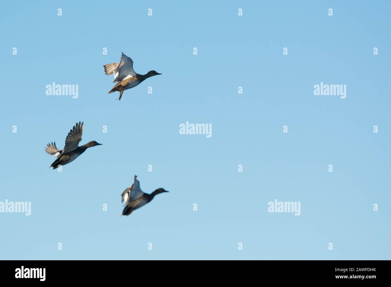 Flock of mallard duck male drakes flying Stock Photo - Alamy