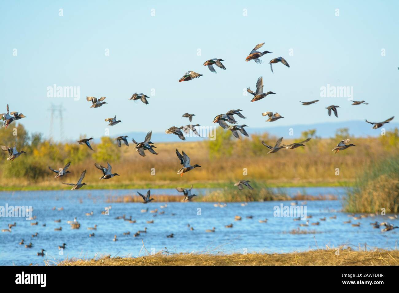 Flock of mallard duck male drakes flying Stock Photo - Alamy