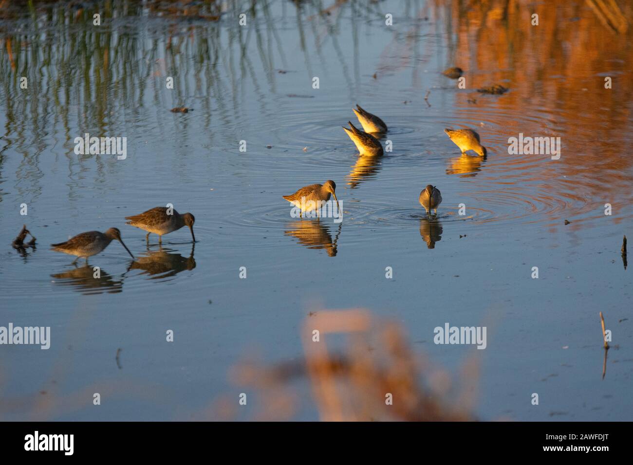 feeding flock of Short-billed Dowitcher shore birds Stock Photo - Alamy