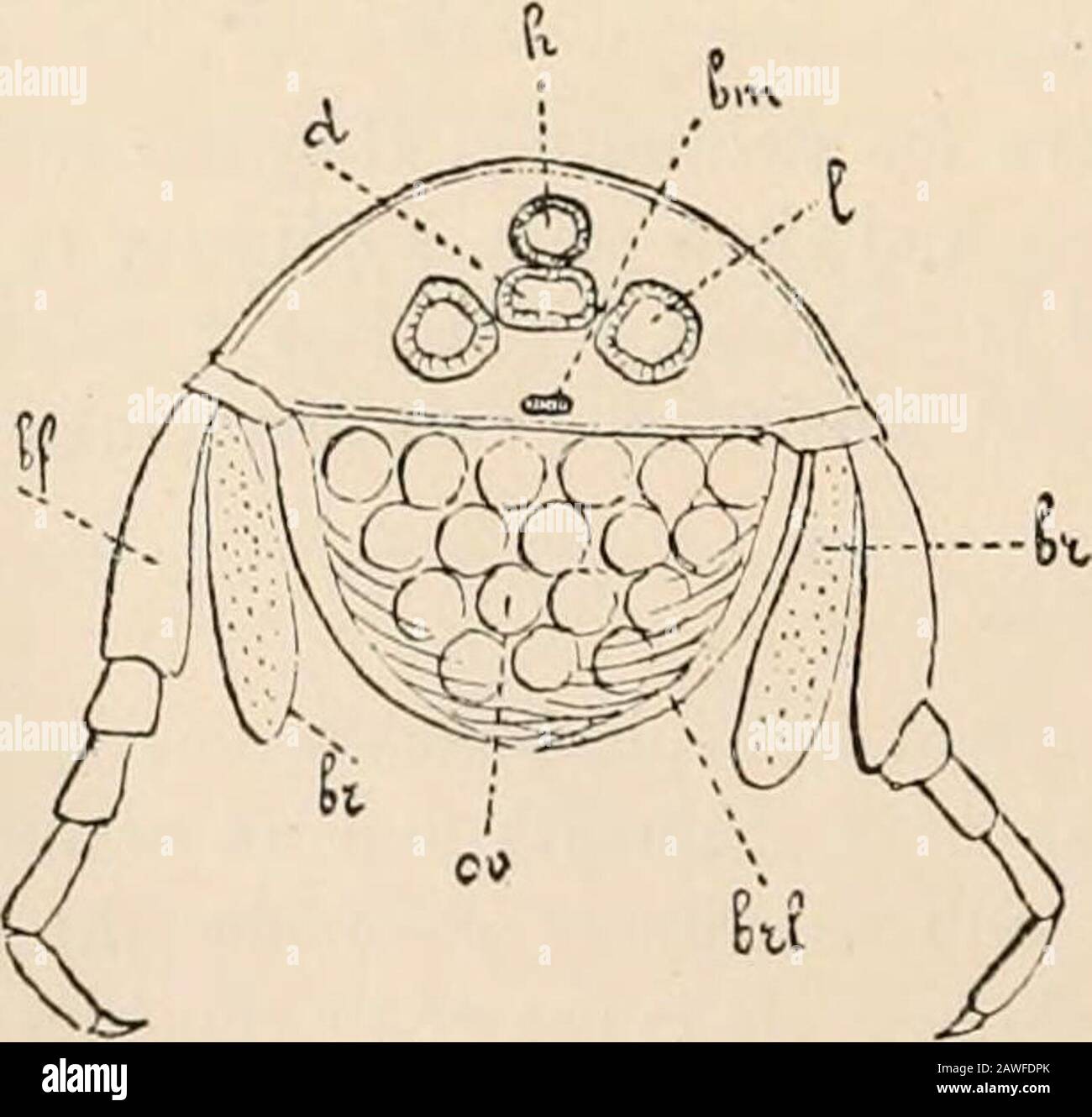 Text-book of comparative anatomy . (niaxillipecle) ischaracterised by ...