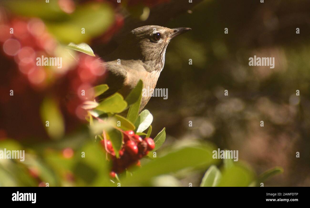 American robin arizona hi-res stock photography and images - Alamy