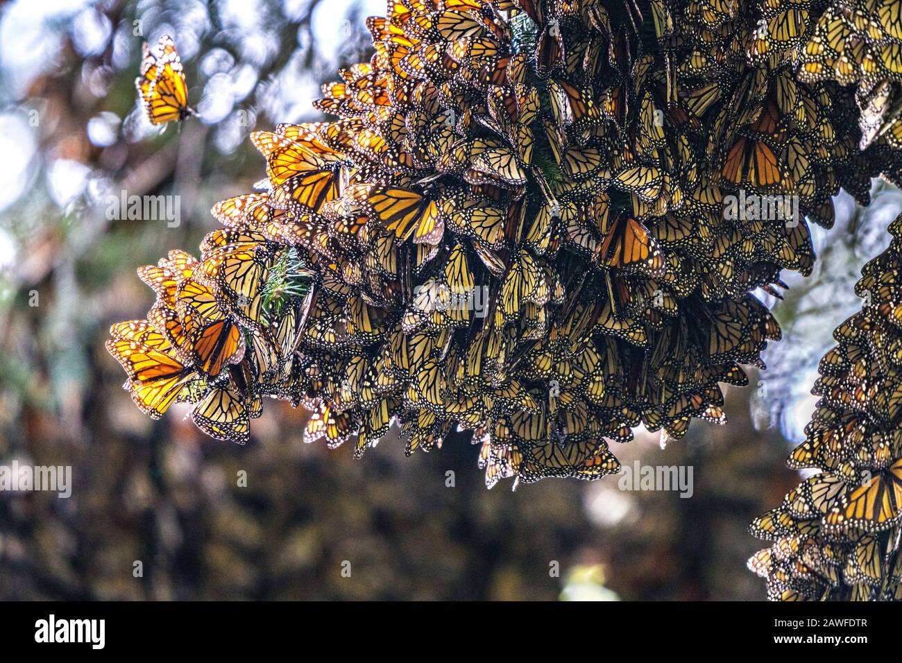 Monarch butterflies mass together as they over-winter in the Sierra Chincua Biosphere Reserve ...