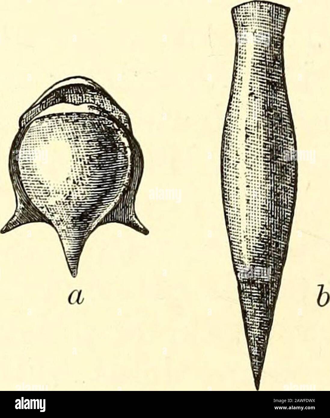 A guide to the fossil invertebrate animals in the Department of geology ...