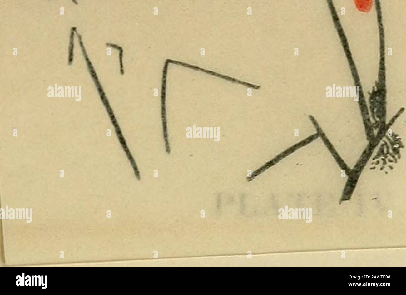 Cucullaris hi-res stock photography and images - Alamy