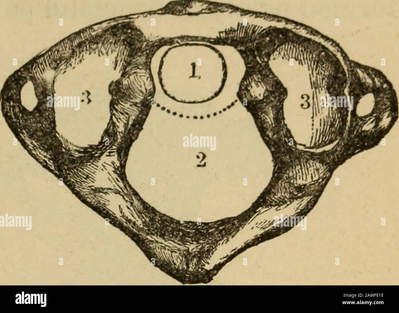 The essentials of healthA text-book of anatomy, physiology, hygiene ...