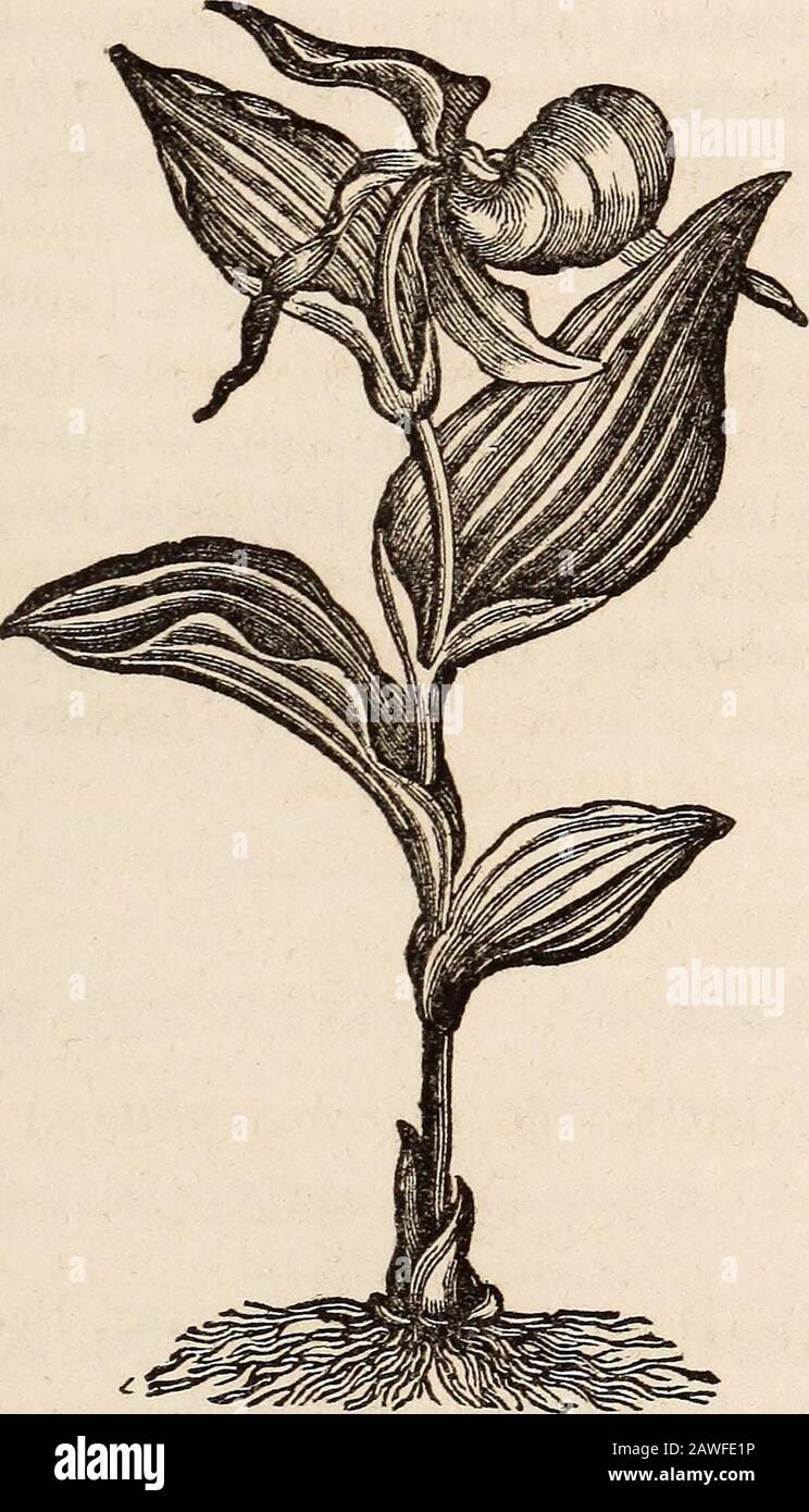 Demulcent hi-res stock photography and images - Alamy