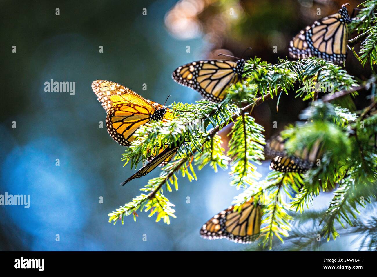 Monarch butterflies warm in the sun on an oyamel fir tree branch at the ...