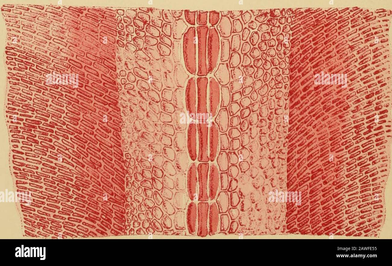 Lateral threads hi-res stock photography and images - Alamy