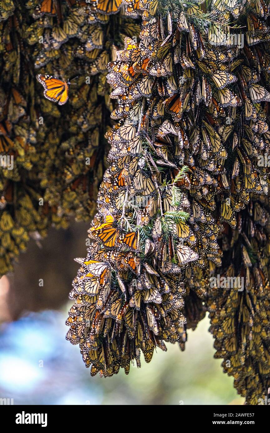 Millions of monarch butterflies mass together on oyamel fir tree ...