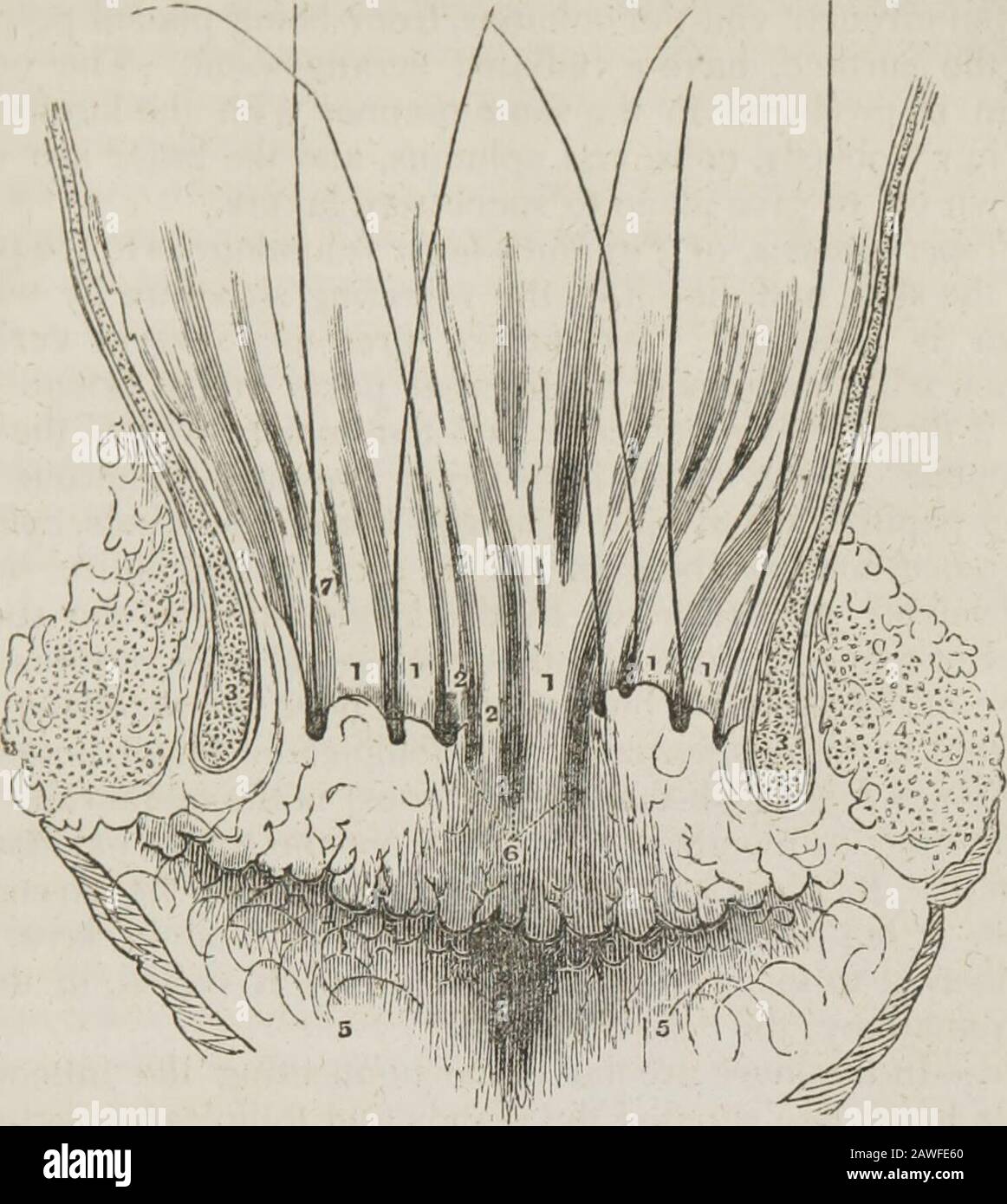 A system of human anatomy, general and special . muscular coatby a very ...
