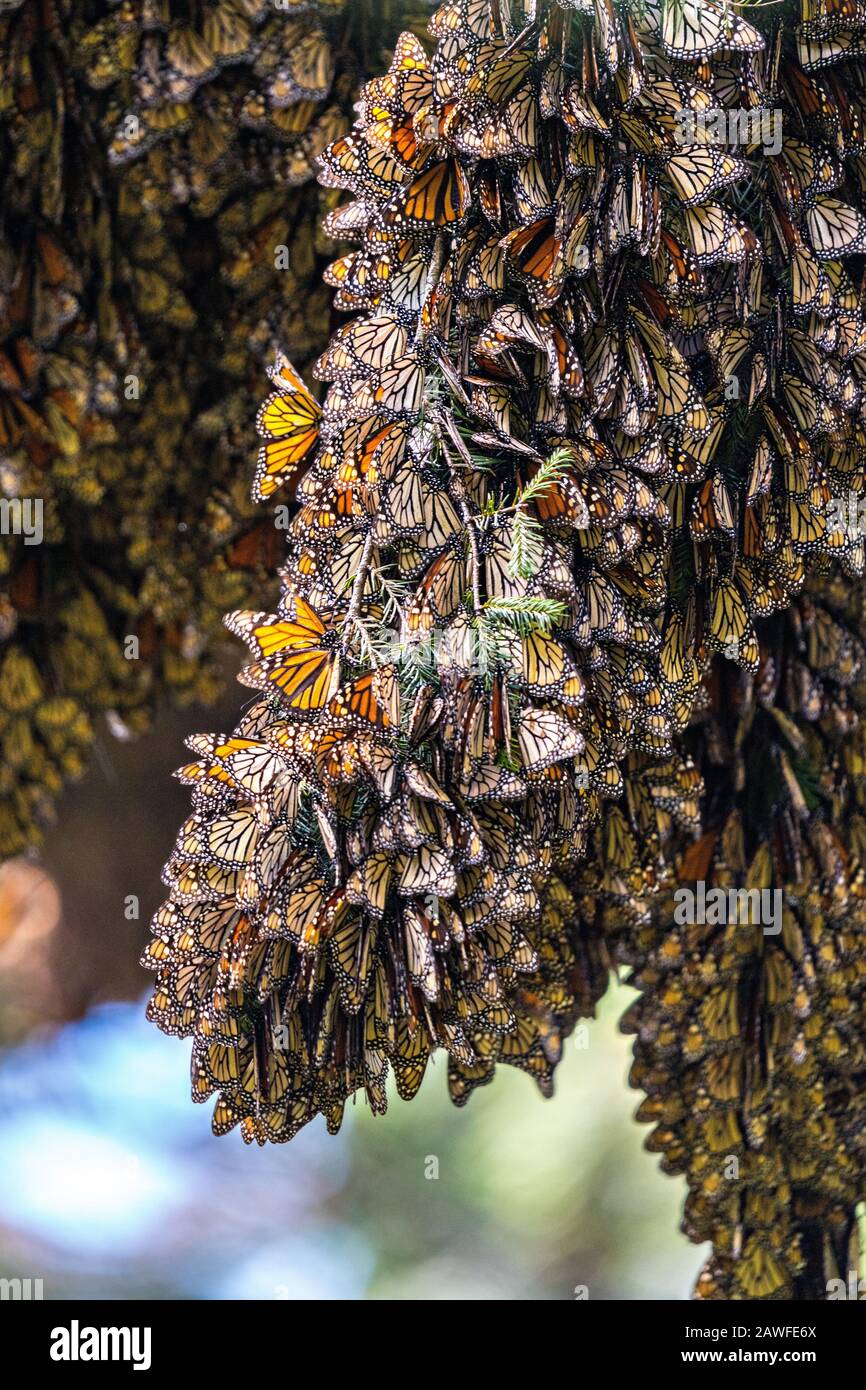 Oyamel fir wintering hi-res stock photography and images - Alamy