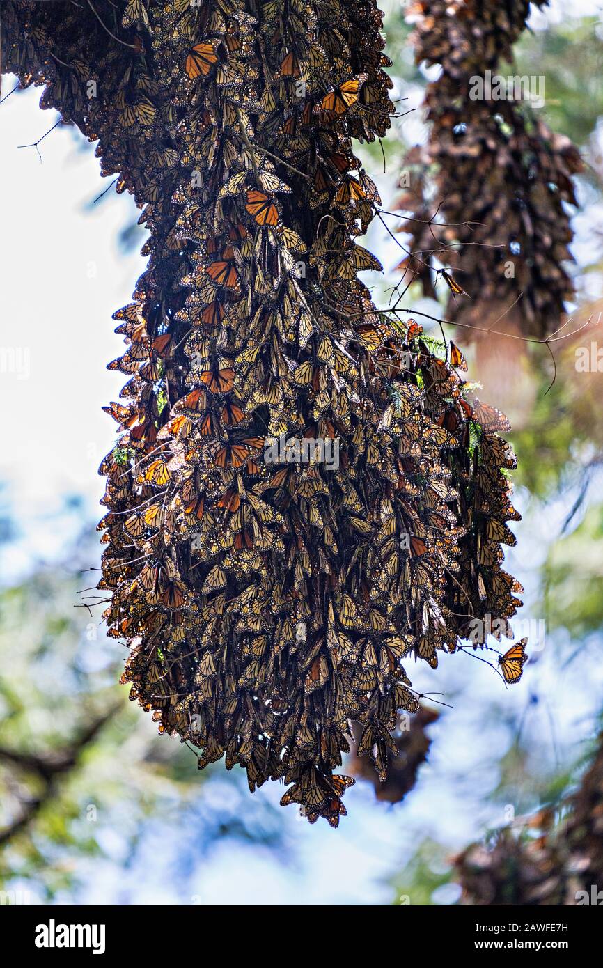 Oyamel fir tree hi-res stock photography and images - Alamy