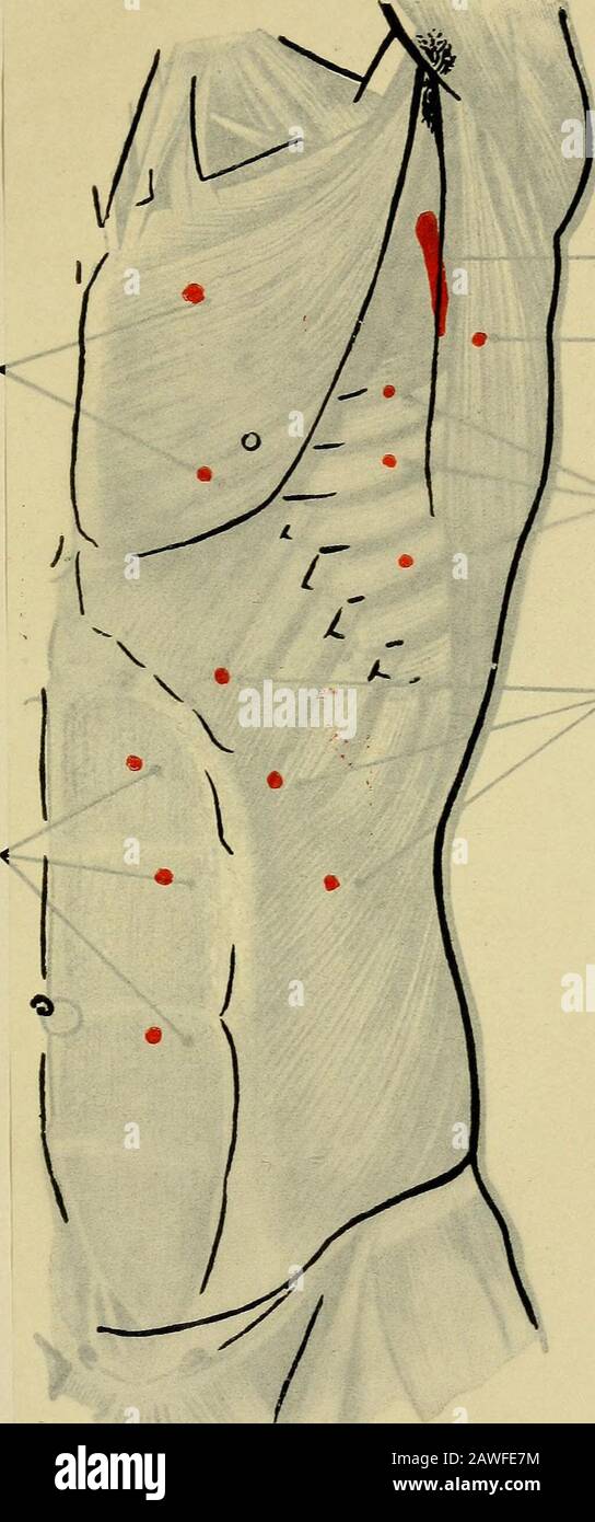 Cucullaris hi-res stock photography and images - Alamy