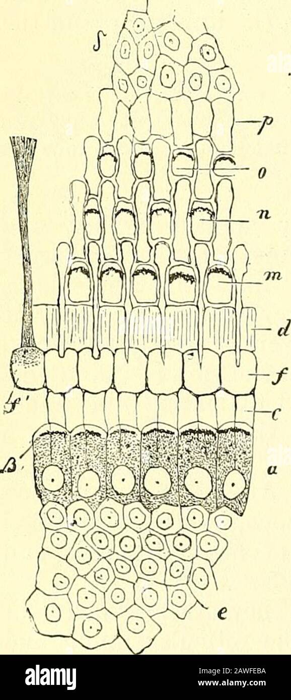 Quain's elements of anatomy . ng phalangeal processes are seen, butthe ...