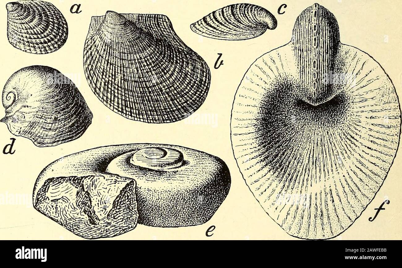 A guide to the fossil invertebrate animals in the Department of geology ...