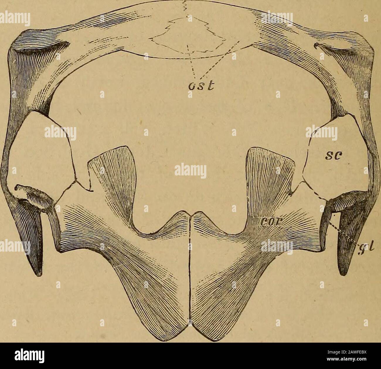 Catalogue of the fossil Reptilia and Amphibia in the British Museum ...