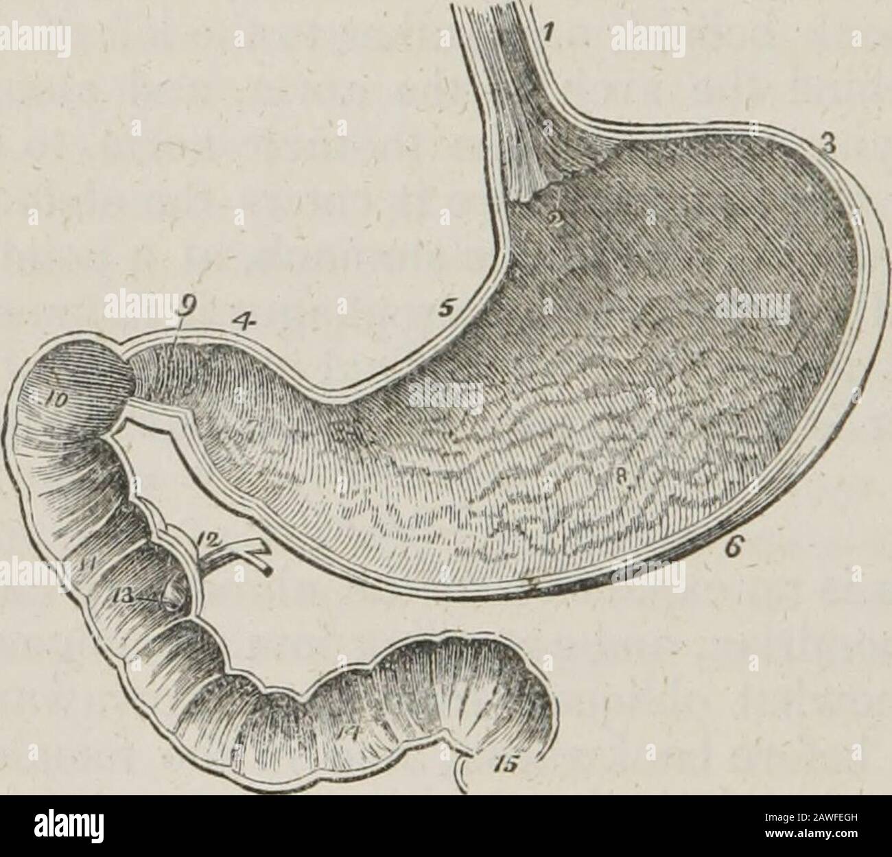 A system of human anatomy, general and special . s extremity is a small ...