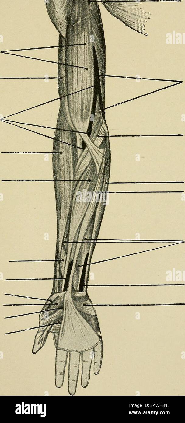 Long palmar muscles hi-res stock photography and images - Alamy
