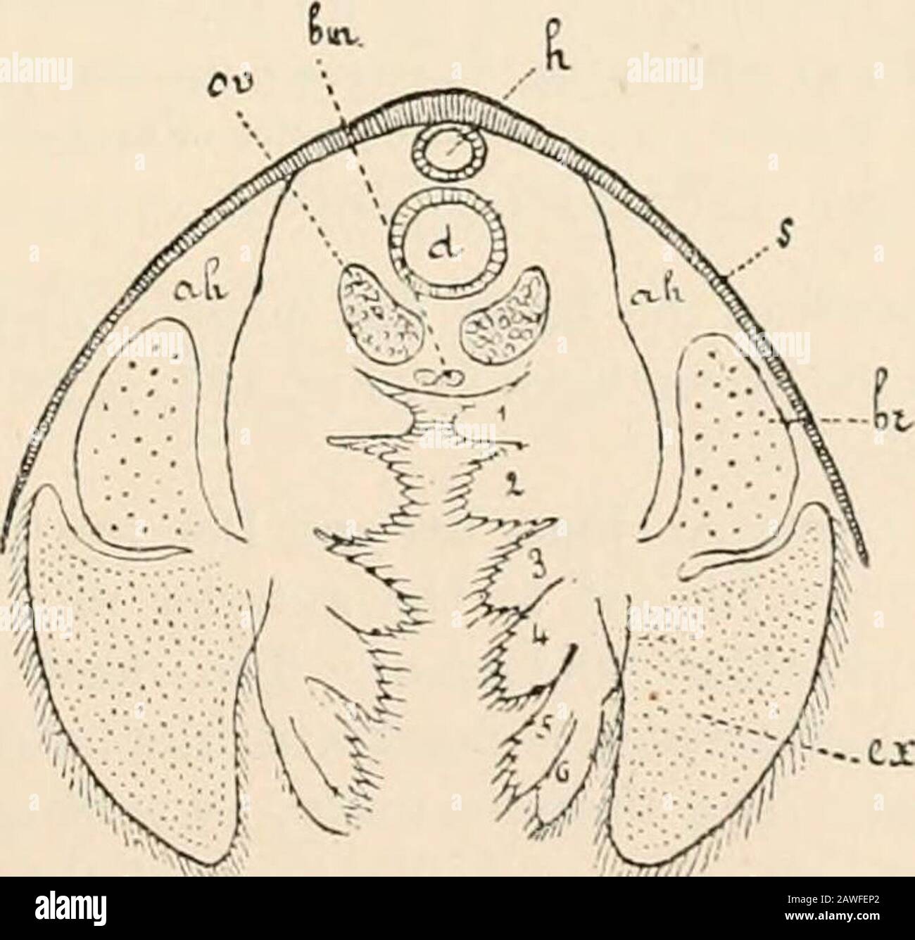 Text-book of comparative anatomy . plane of the body) 6 appen-dages or ...