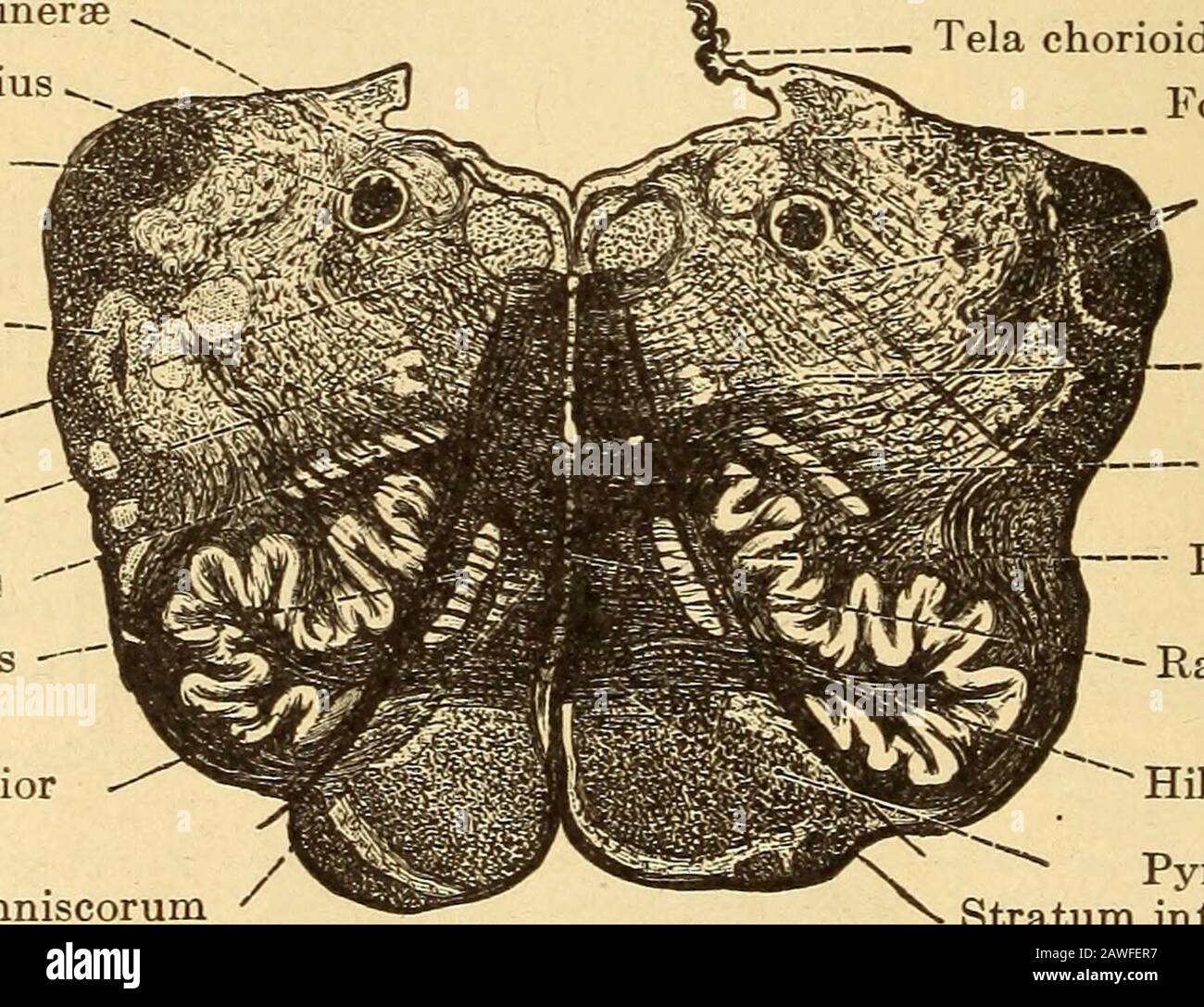 Diseases of the nervous system .. . Nucleus funiculi gracilisNucleus ...