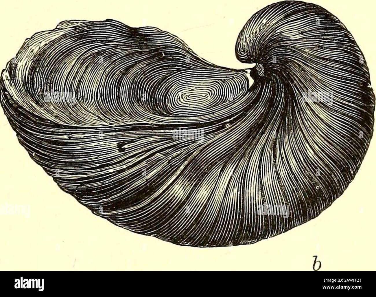 A guide to the fossil invertebrate animals in the Department of geology ...