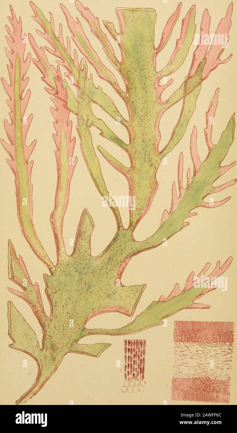 Ramenta hi-res stock photography and images - Alamy