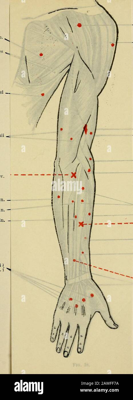 Supination hi-res stock photography and images - Alamy