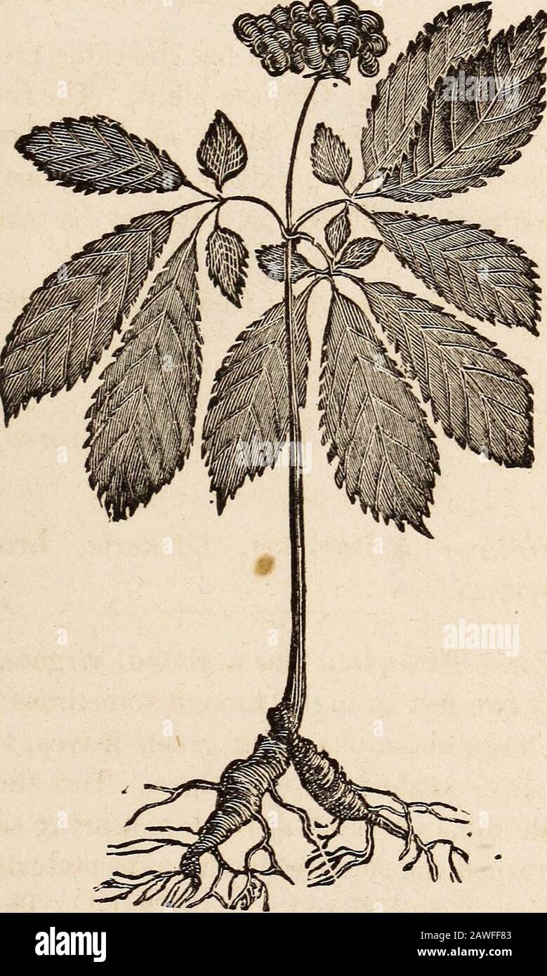 Virgate hi-res stock photography and images - Alamy