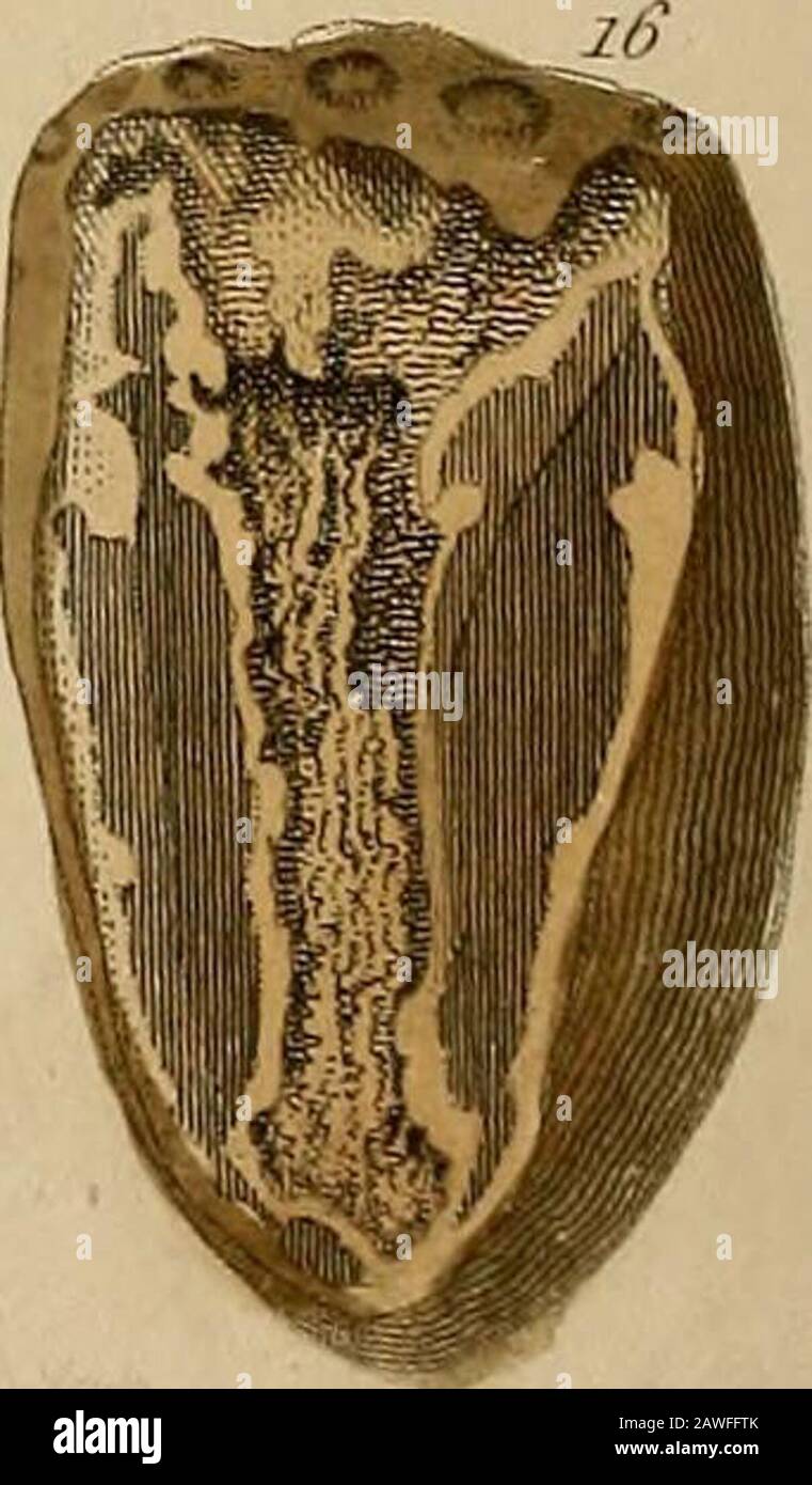 A pictorial atlas of fossil remains, consisting of coloured ...