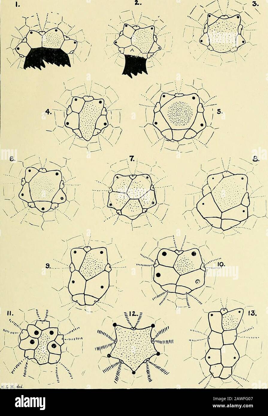 Micraster hi-res stock photography and images - Alamy