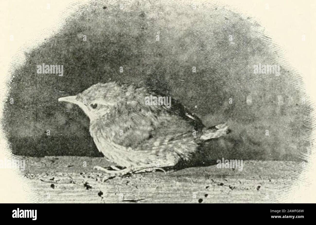 Wren eggs hi-res stock photography and images - Alamy